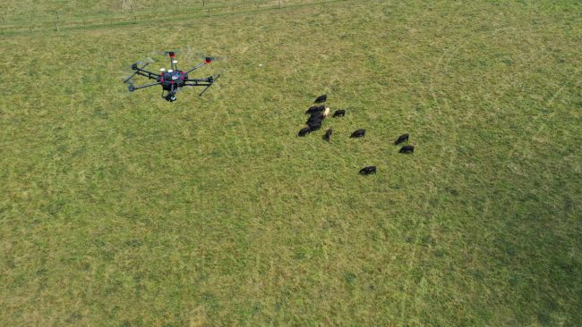 The Future of Cattle Monitoring – Farmers Hub